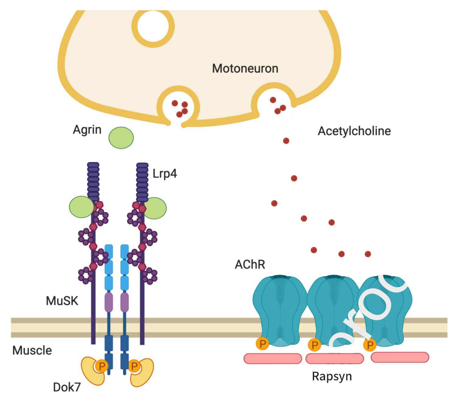 MuSK抗体阳性的重症肌无力最新进展 - 海默医学