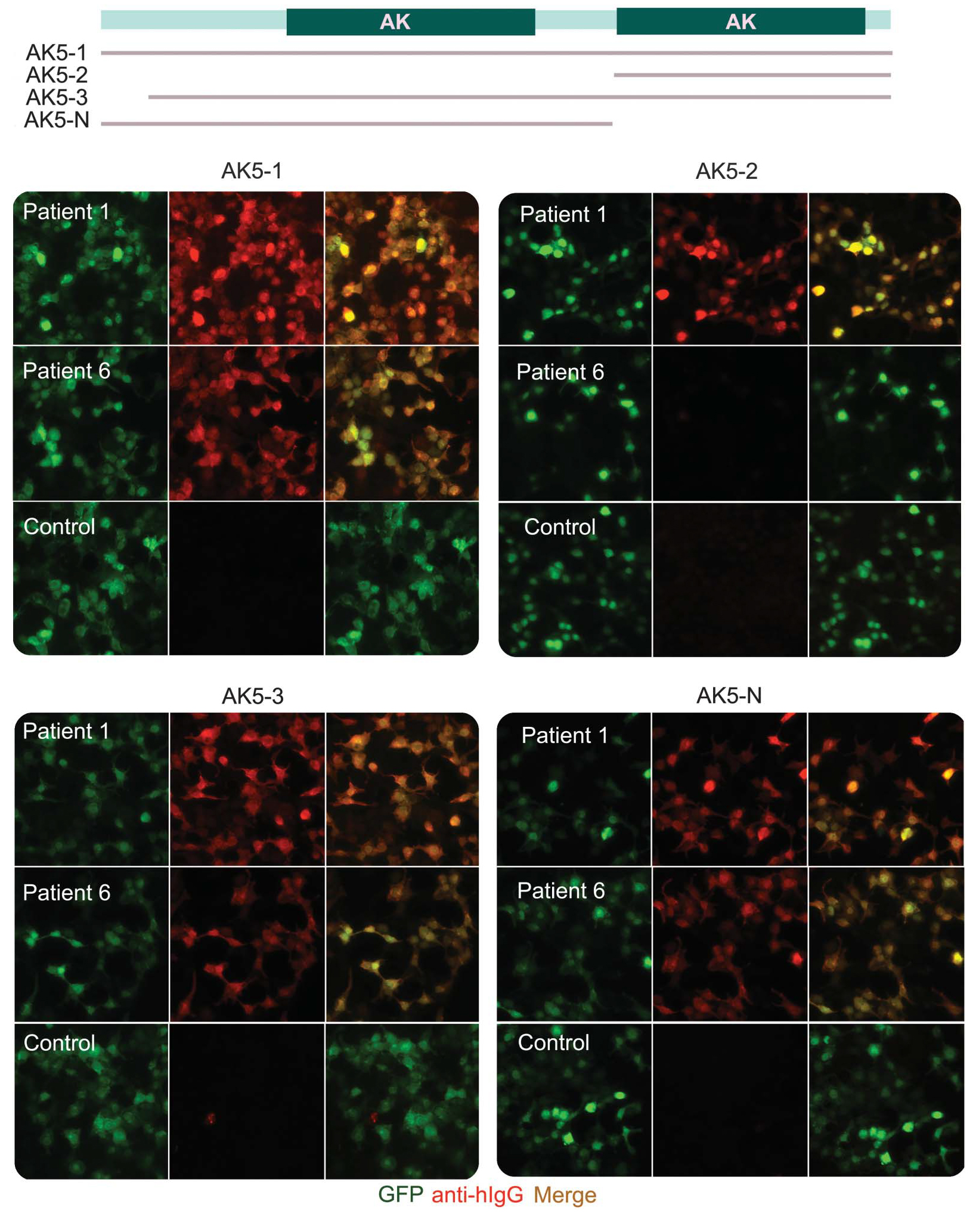 浅谈AK5-LE - 海默医学