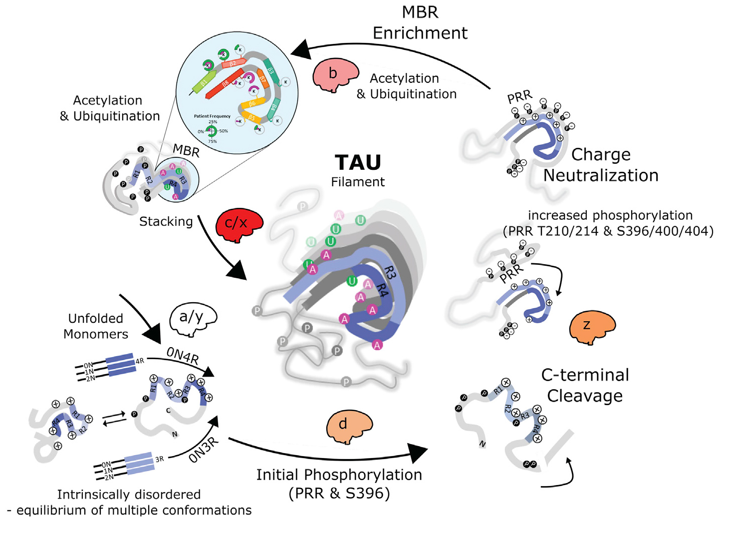 Tau-PTM图谱识别患者的异质性和阿尔茨海默病的分期 - 海默医学