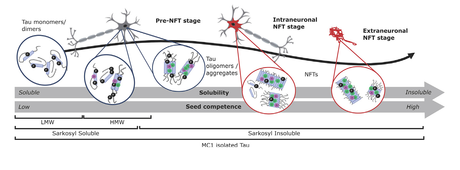 Tau-PTM图谱识别患者的异质性和阿尔茨海默病的分期 - 海默医学