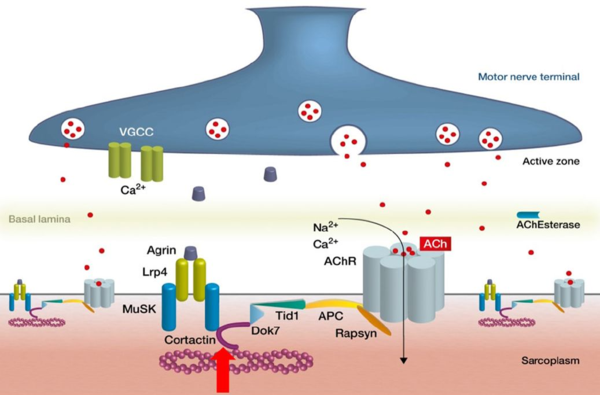 IgG4 介导的自身免疫疾病 - 海默医学