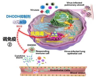 【前沿速递】两篇国内SCI知名期刊发表武汉大学科研团队在抗新冠病毒药物系统研究成果 - 海默医学