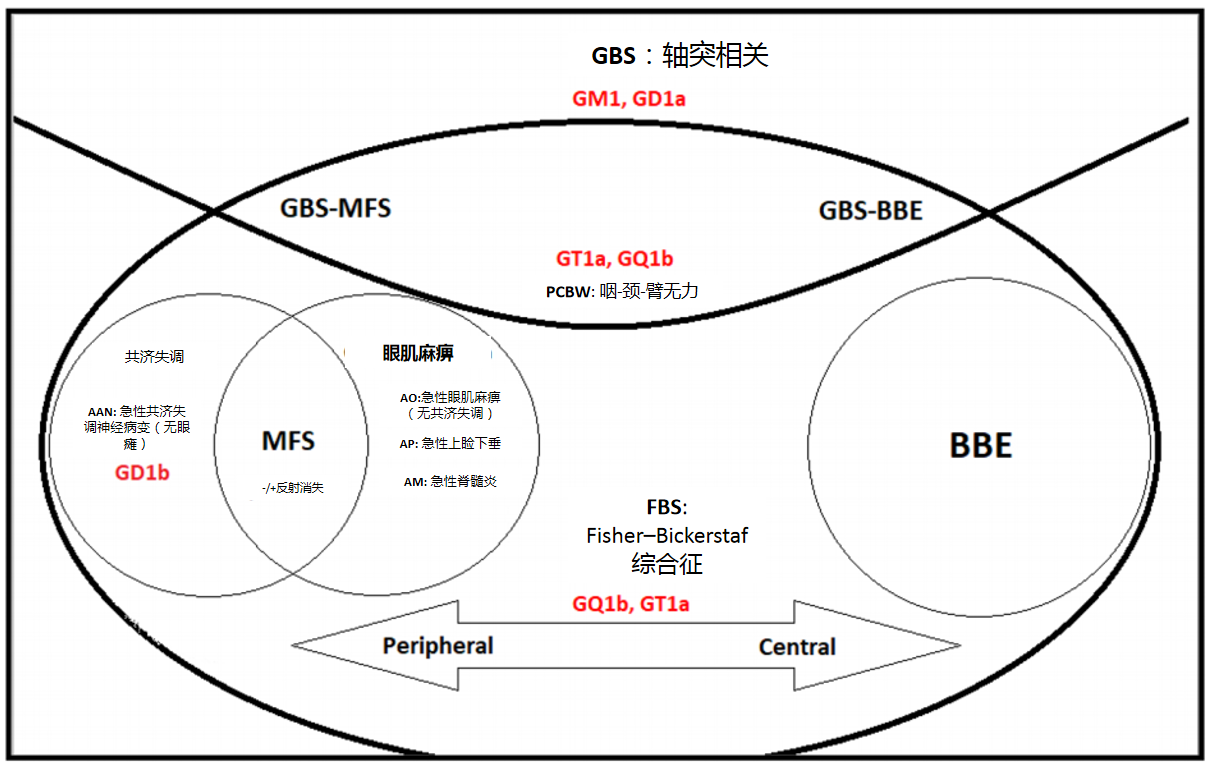 抗GQ1b抗体综合征临床表现 - 海默医学