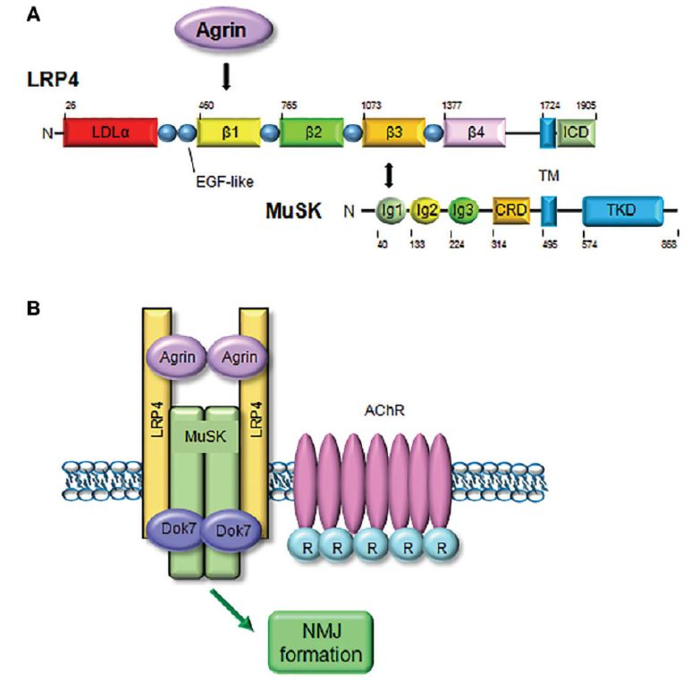 重症肌无力相关抗体简介 - 海默医学