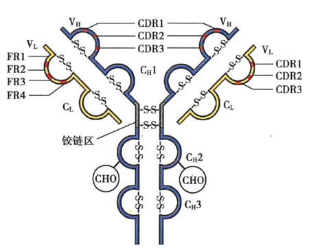 IgG4 介导的自身免疫疾病 - 海默医学